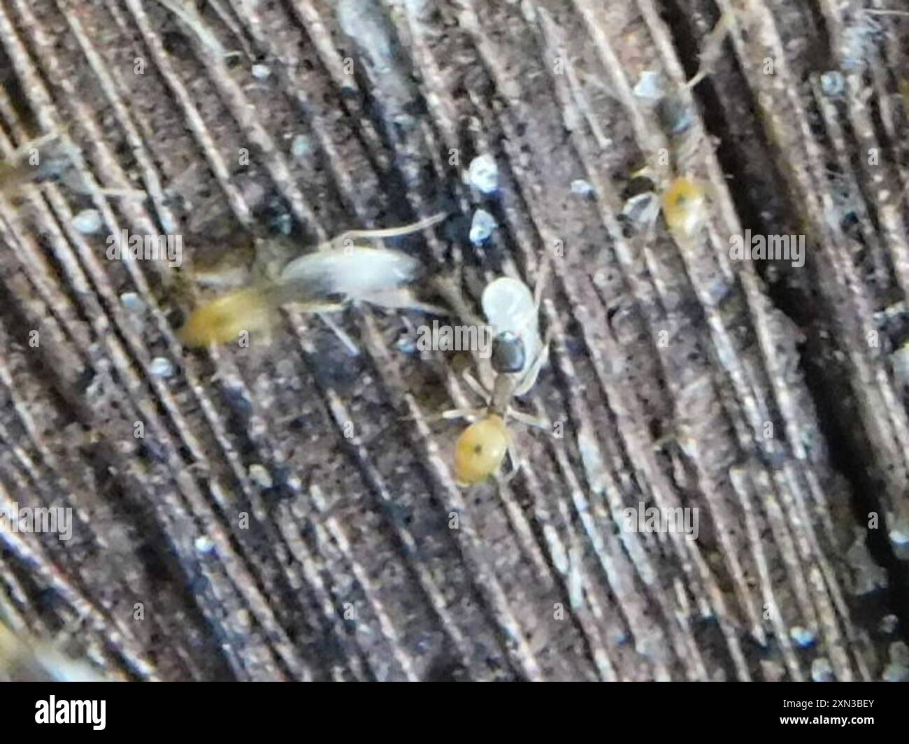 Ghost Ant (Tapinoma melanocephalum) Insecta Stock Photo - Alamy