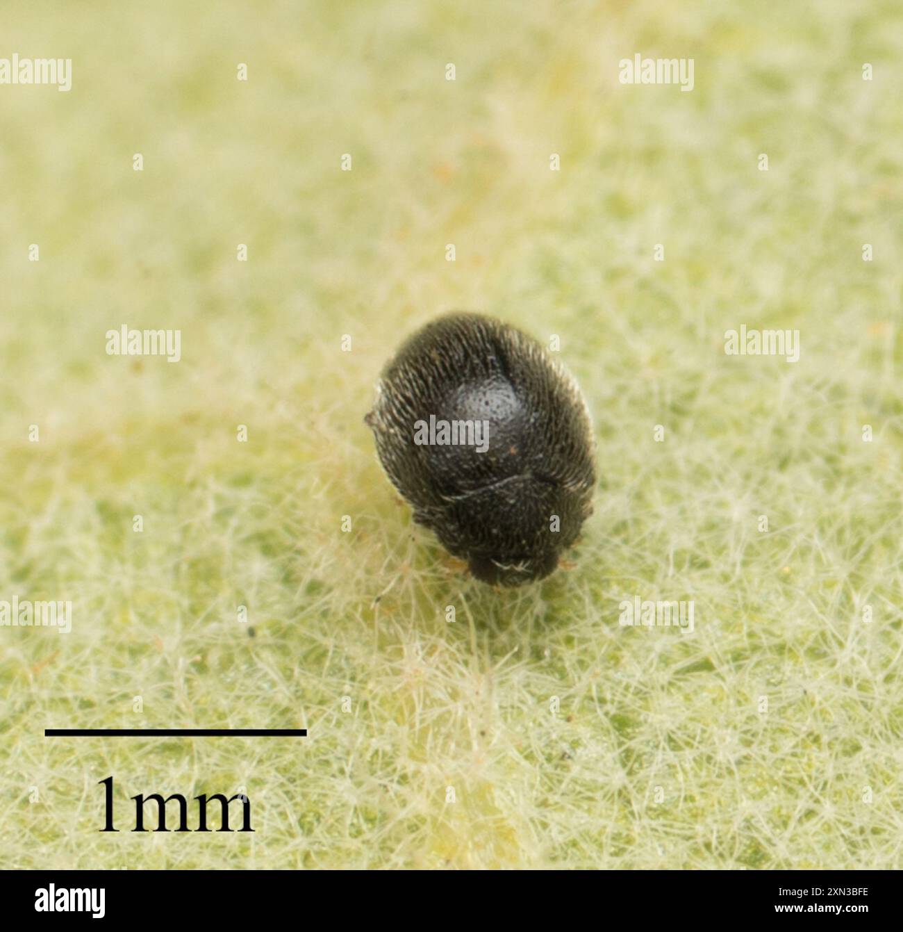 Spider Mite Destroyer (Stethorus punctum) Insecta Stock Photo - Alamy