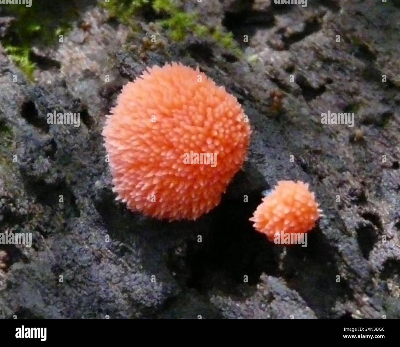 Red Raspberry Slime Mold (Tubifera ferruginosa) Protozoa Stock Photo ...