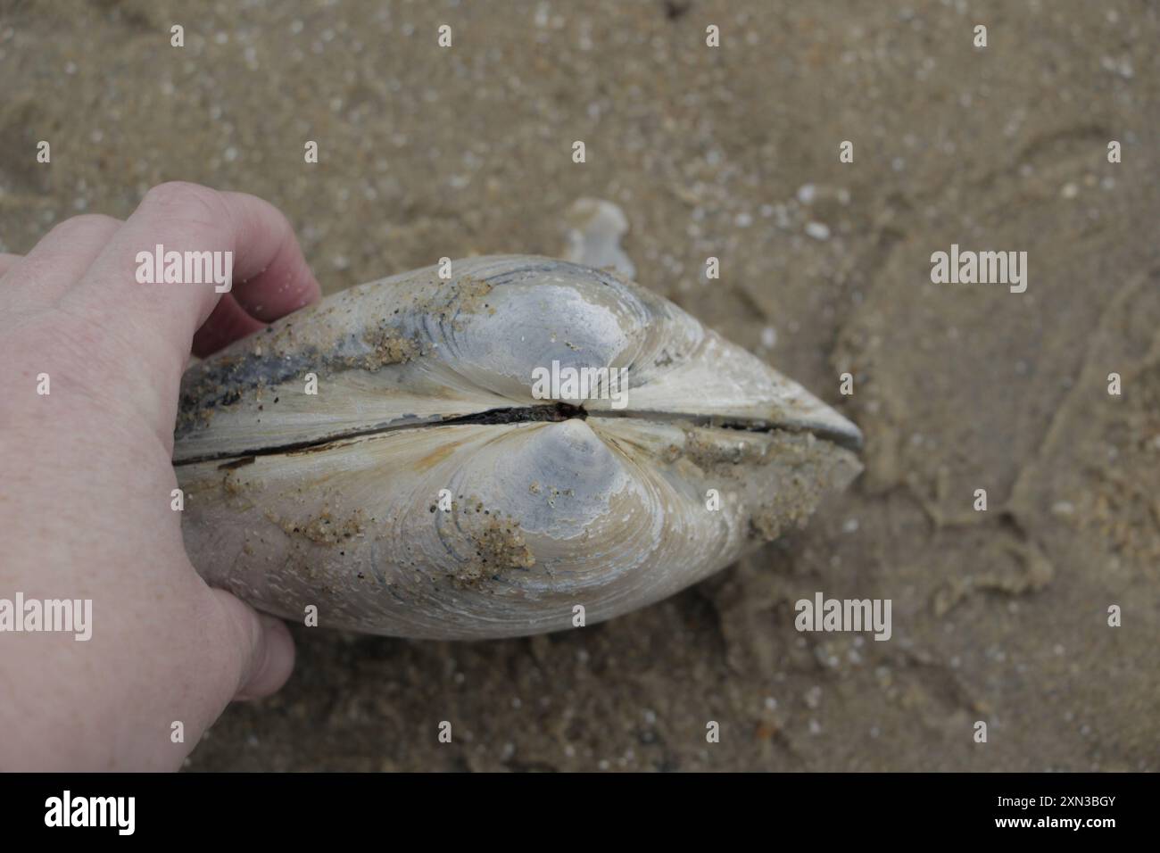 West Atlantic Surfclam (Spisula solidissima) Mollusca Stock Photo - Alamy