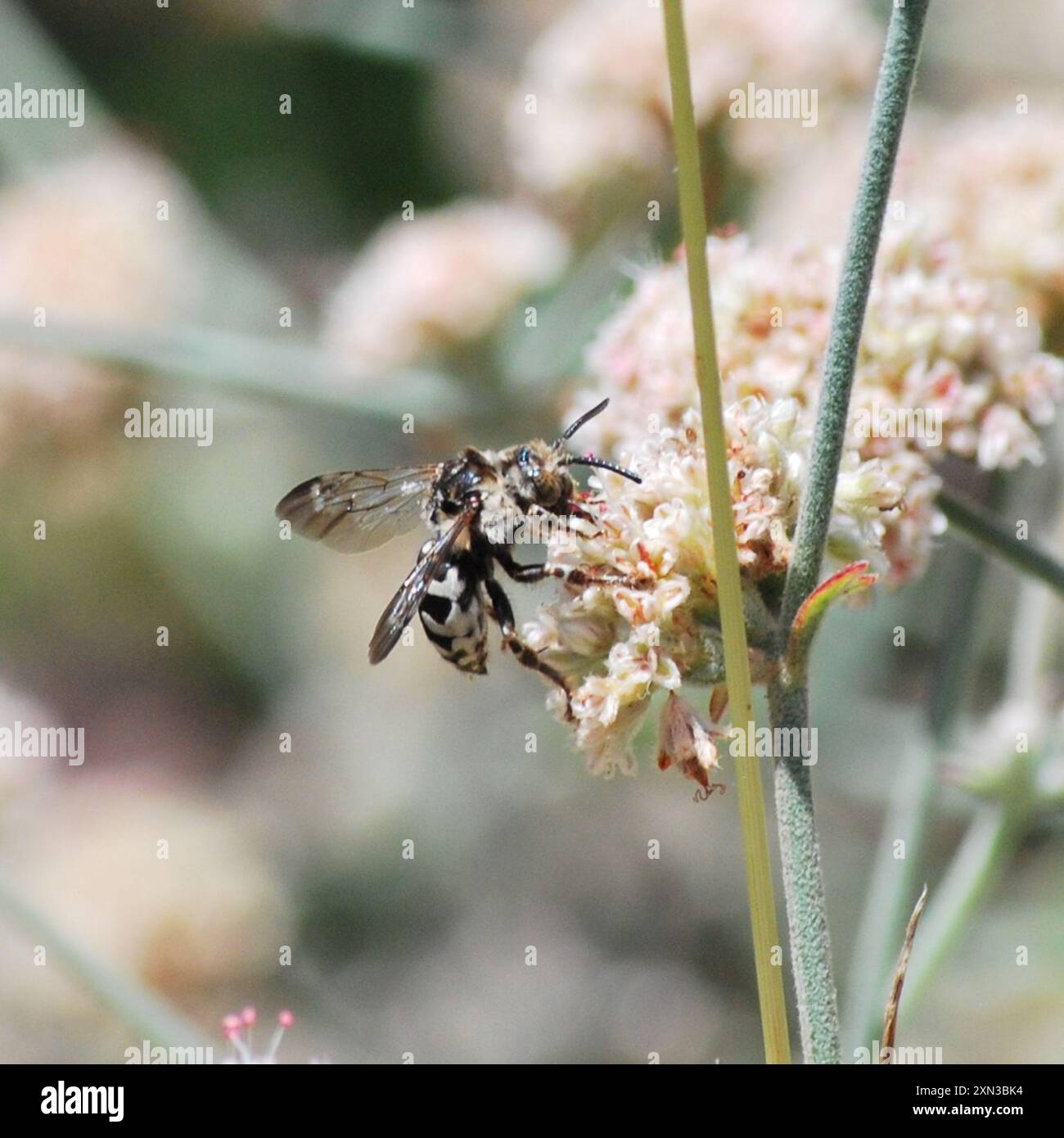 California Digger-cuckoo Bee (Brachymelecta californica) Insecta Stock ...