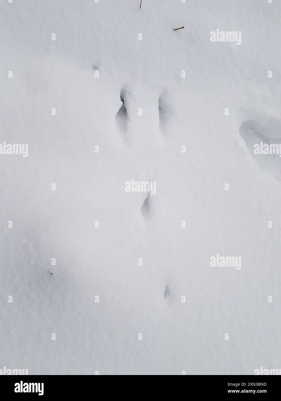 Lagomorphs (Lagomorpha) Mammalia Stock Photo - Alamy