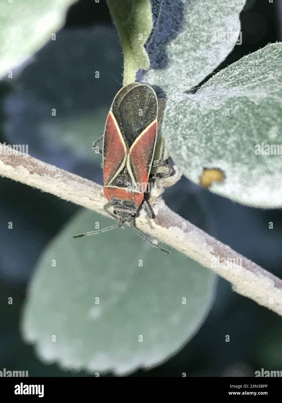 White-crossed Seed Bug (Neacoryphus bicrucis) Insecta Stock Photo - Alamy