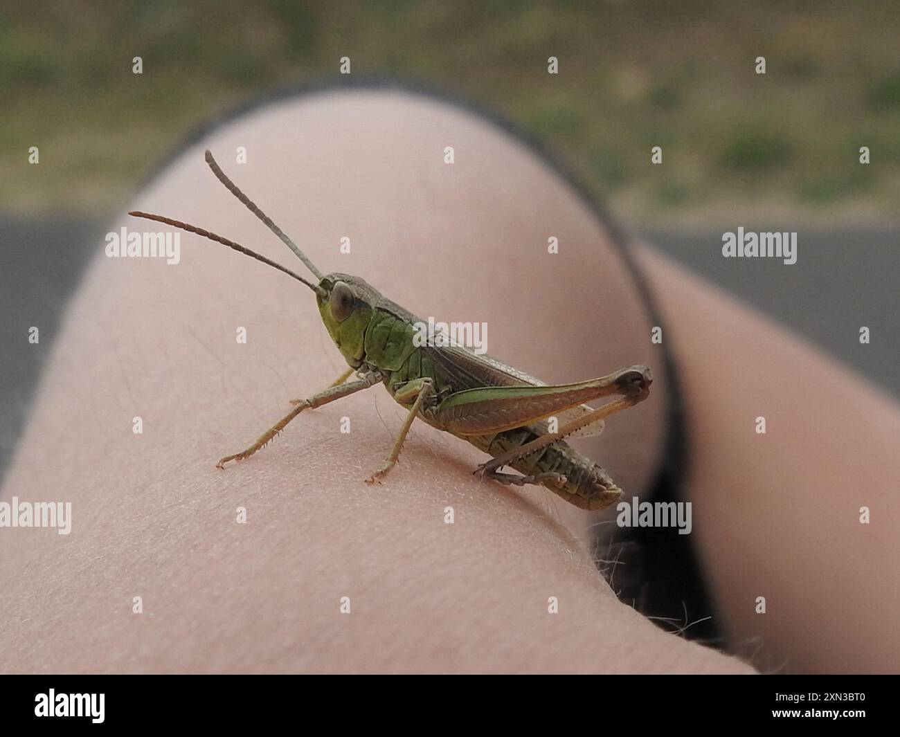 Meadow Grasshopper (Pseudochorthippus parallelus) Insecta Stock Photo ...