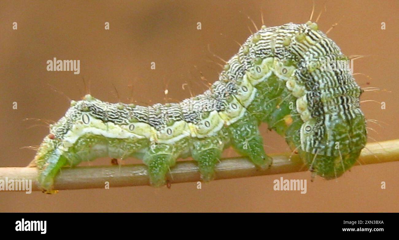 Cotton Bollworm Moth (Helicoverpa armigera) Insecta Stock Photo - Alamy