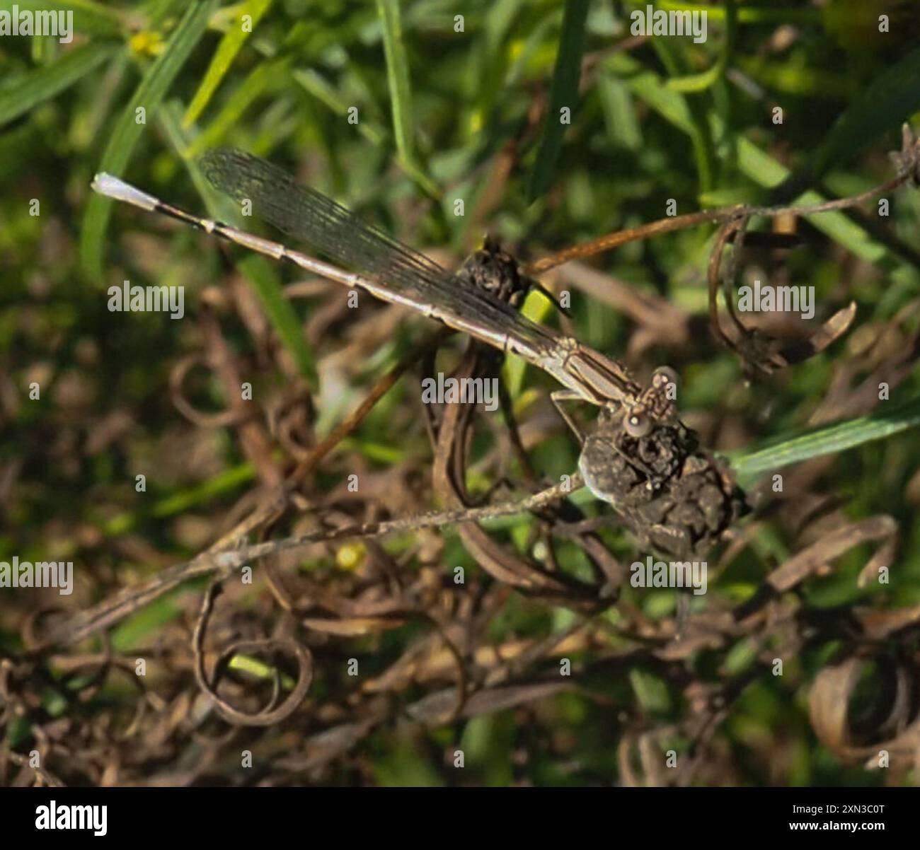 Variable Dancer (Argia fumipennis) Insecta Stock Photo - Alamy