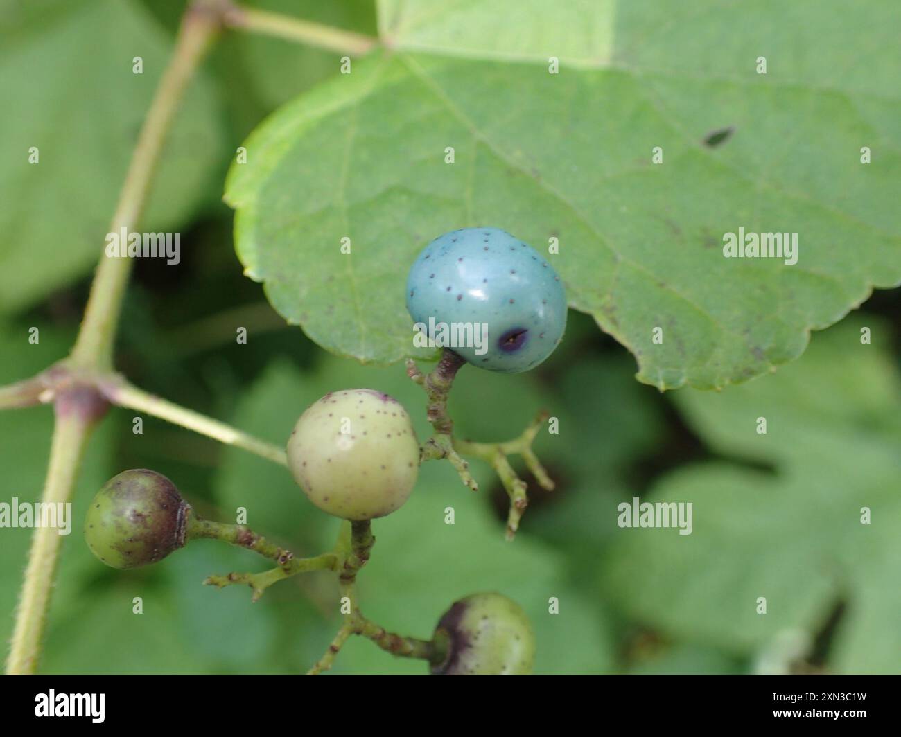 Porcelain Berry (Ampelopsis glandulosa) Plantae Stock Photo - Alamy