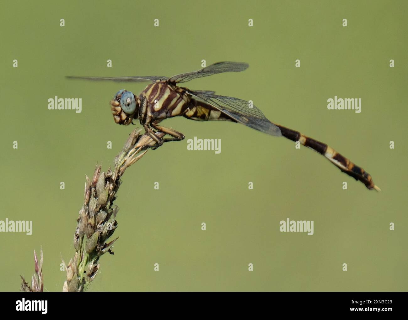 Five-striped Leaftail (Phyllogomphoides albrighti) Insecta Stock Photo ...