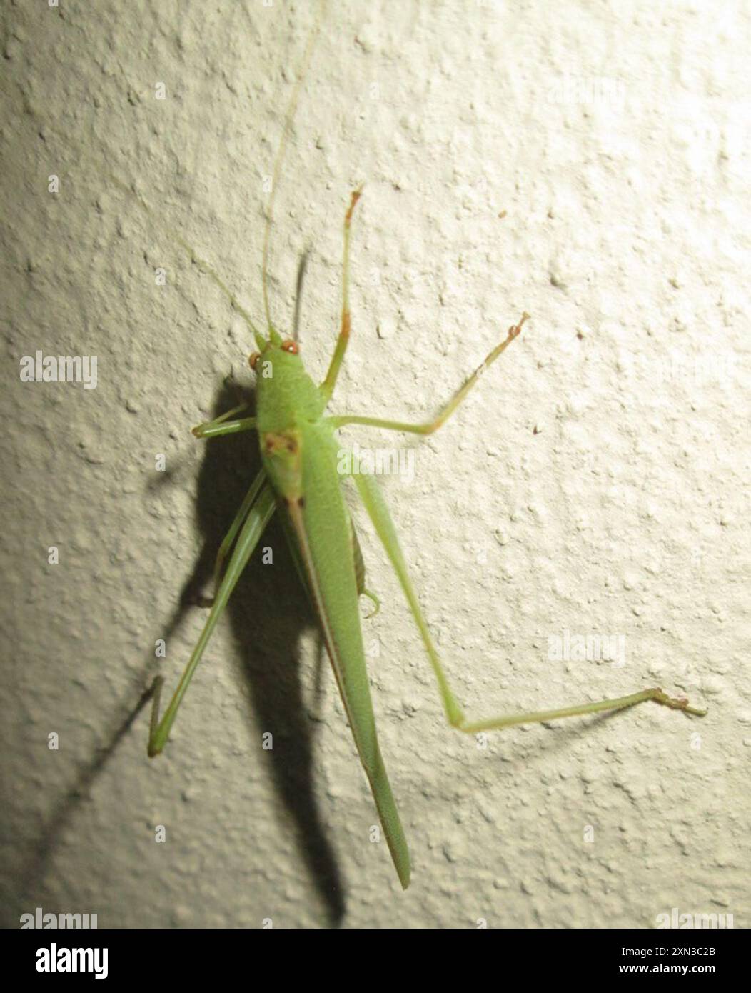 Sickle-bearing Bushcrickets (Phaneroptera) Insecta Stock Photo - Alamy
