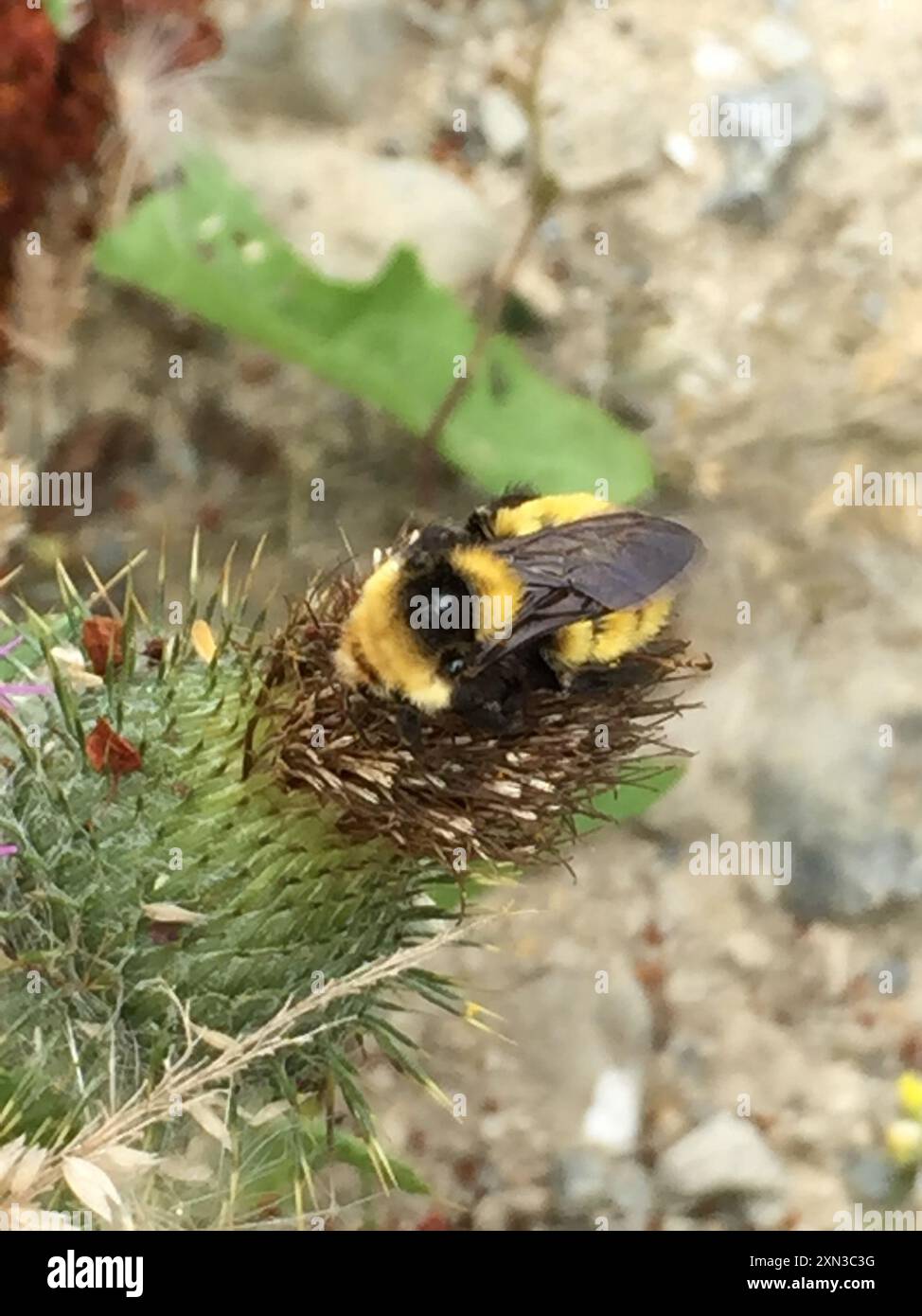 Northern Amber Bumble Bee (Bombus borealis) Insecta Stock Photo - Alamy