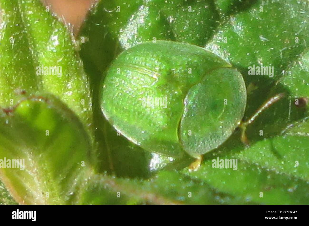 forest burr (Pupalia lappacea) Plantae Stock Photo - Alamy