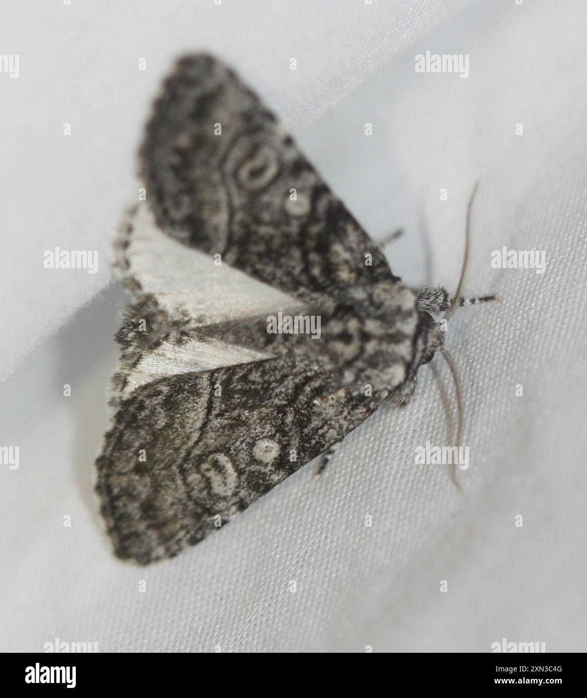 Brother Moth (Raphia frater) Insecta Stock Photo - Alamy