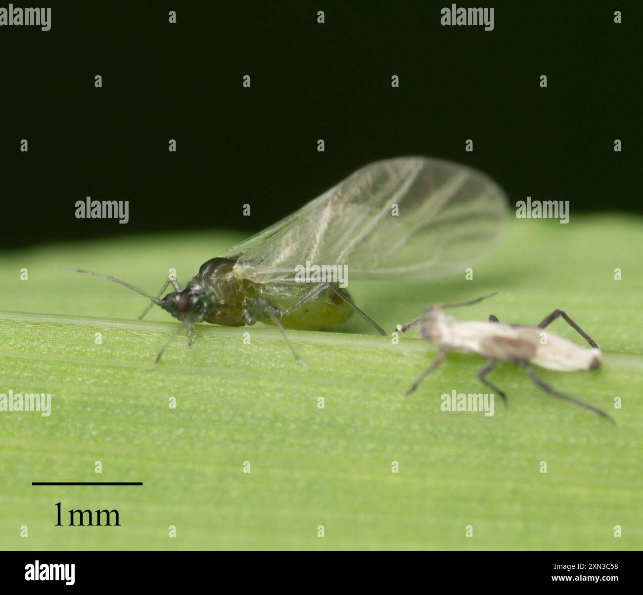 Corn Leaf Aphid (Rhopalosiphum maidis) Insecta Stock Photo - Alamy