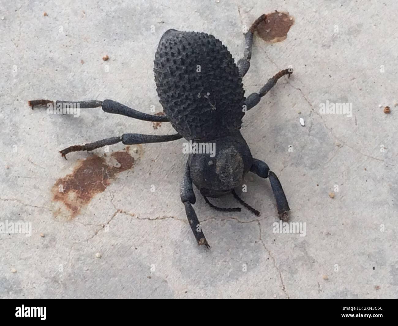 Desert Ironclad Beetle (Asbolus verrucosus) Insecta Stock Photo - Alamy