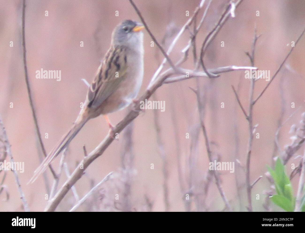 Lesser Grass-Finch (Emberizoides ypiranganus) Aves Stock Photo - Alamy