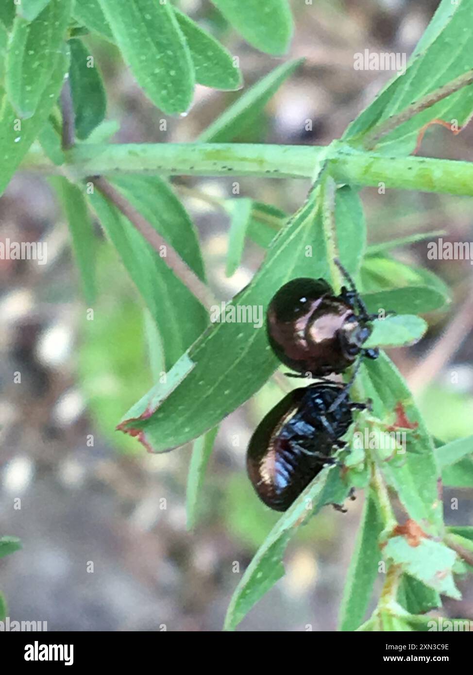 Saint John's Wort Beetle (Chrysolina hyperici) Insecta Stock Photo - Alamy