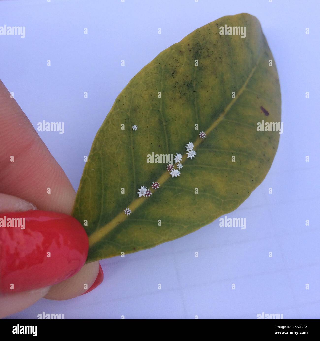 Chinese Wax Scale (Ceroplastes sinensis) Insecta Stock Photo - Alamy