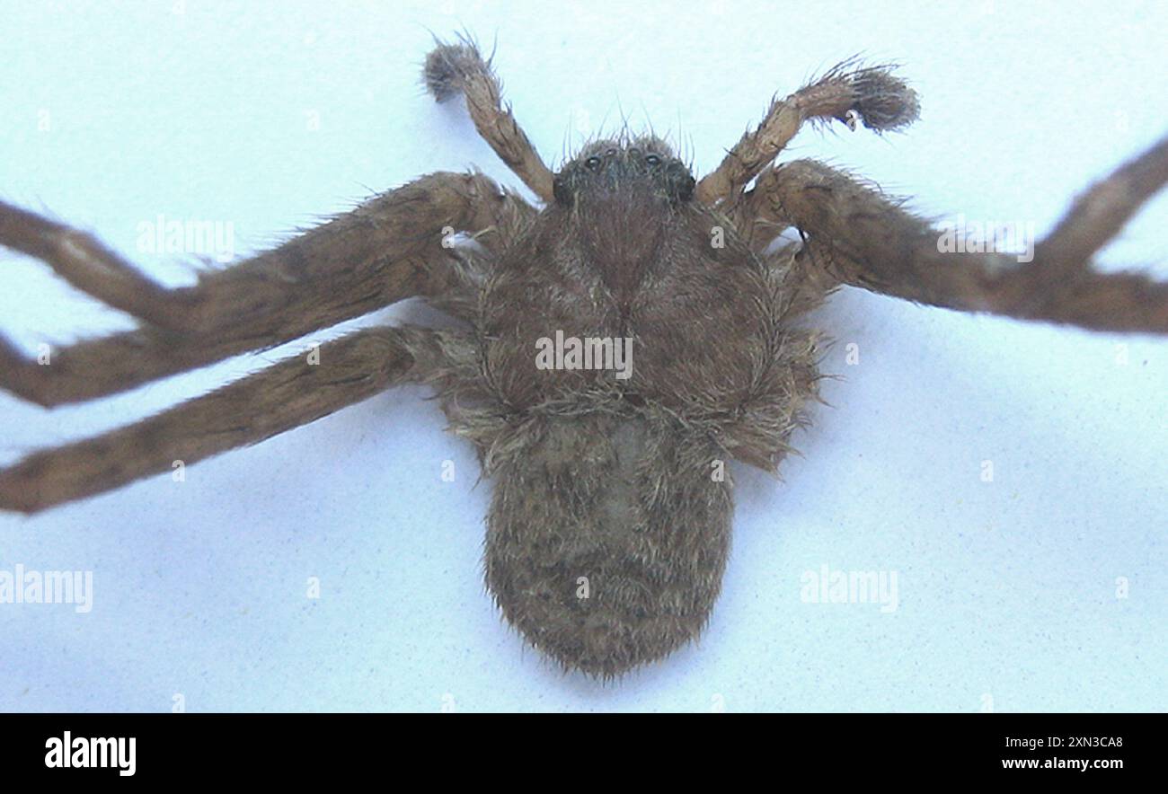 Spiders (Araneae) Arachnida Stock Photo - Alamy