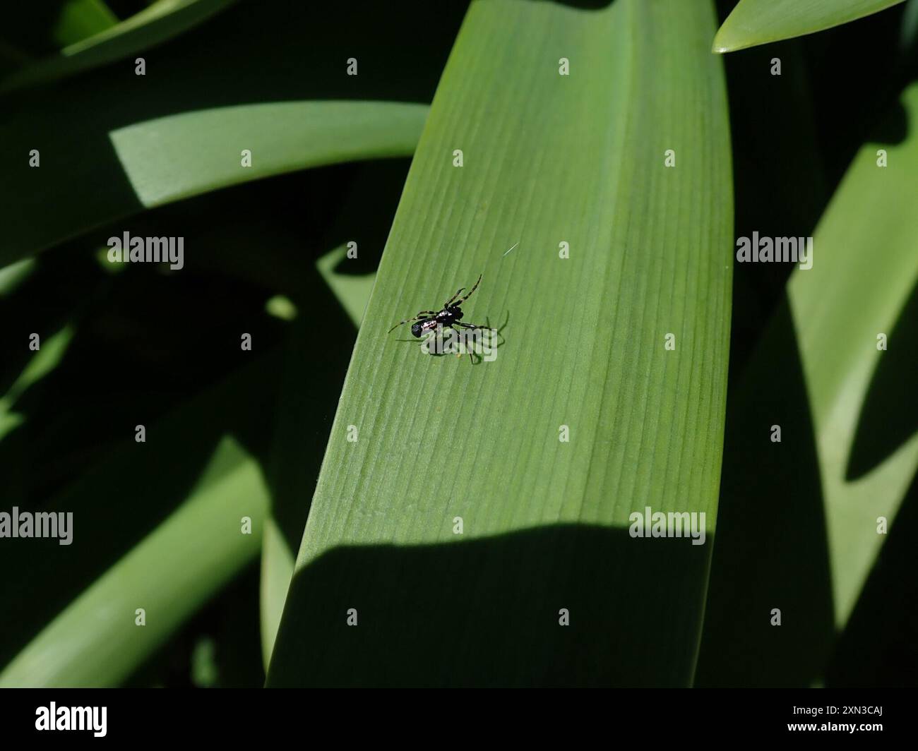 Three-lobed Spider (Cyclosa trilobata) Arachnida Stock Photo - Alamy