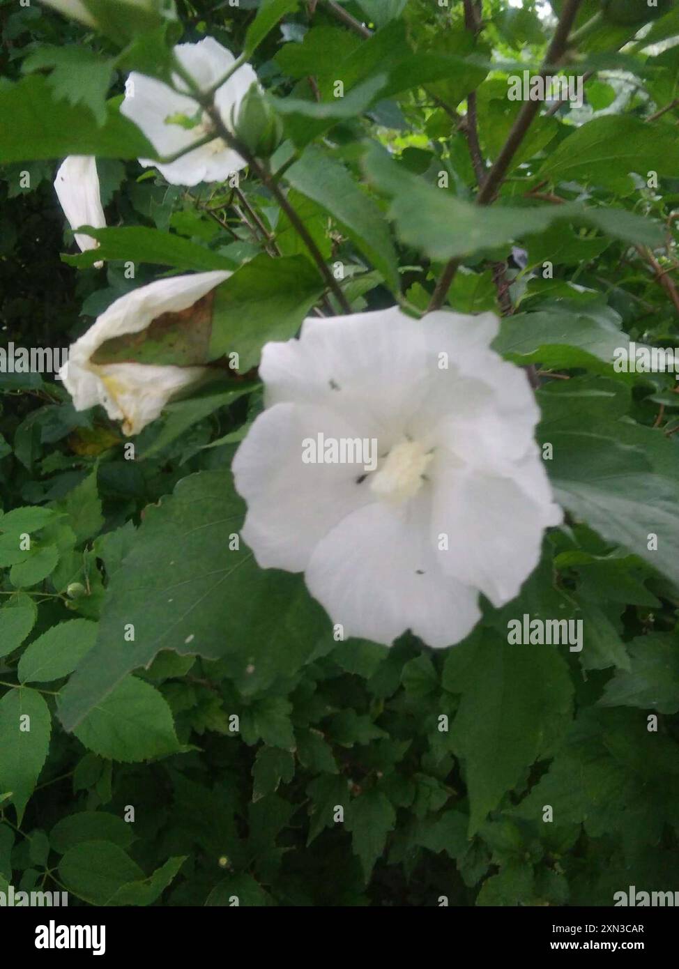 common hibiscus (Hibiscus syriacus) Plantae Stock Photo - Alamy