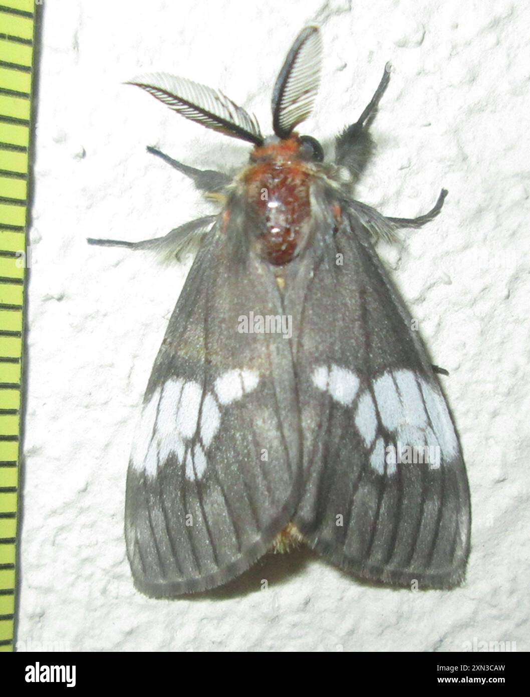 Whitebarred Tussock Moth (Palasea albimacula) Insecta Stock Photo - Alamy