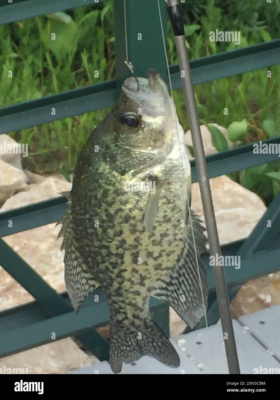 Black Crappie (Pomoxis nigromaculatus) Actinopterygii Stock Photo - Alamy