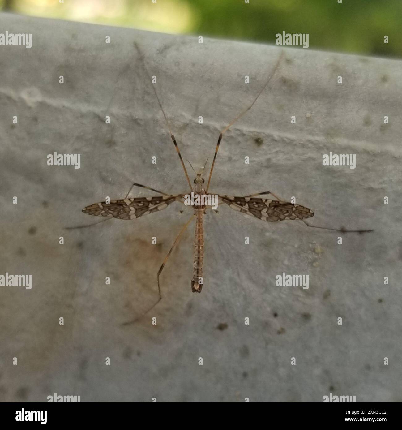 Band-winged Crane Fly (Epiphragma fasciapenne) Insecta Stock Photo - Alamy