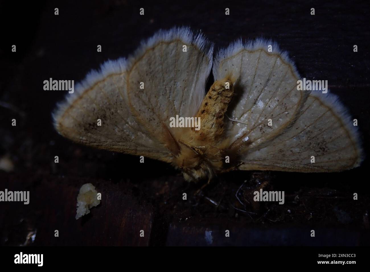 (Phiala costipuncta) Insecta Stock Photo - Alamy