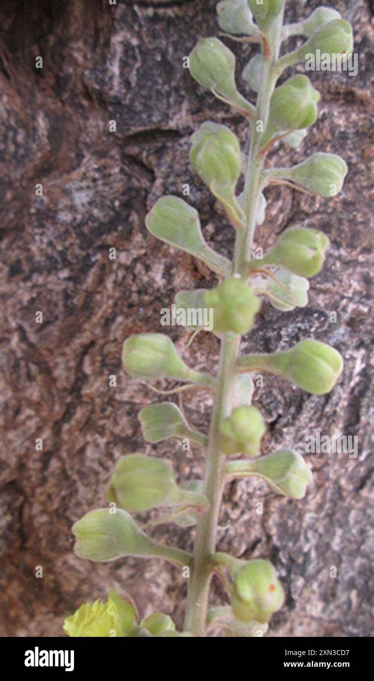 Weeping wattle (Peltophorum africanum) Plantae Stock Photo - Alamy