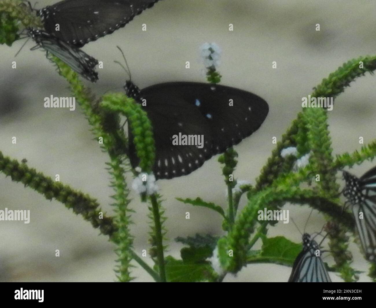 Blue spotted crow butterfly hi-res stock photography and images - Alamy