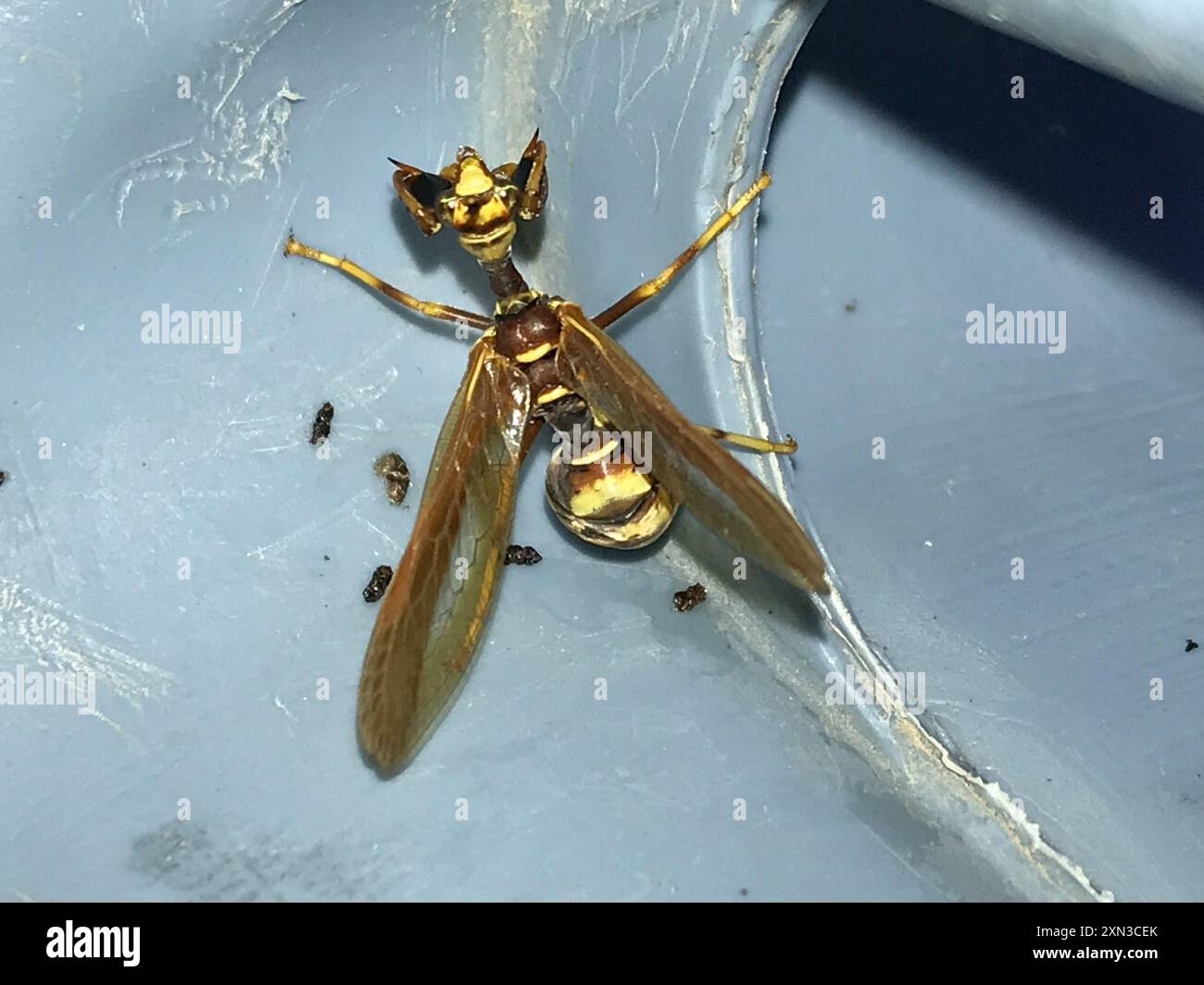 Brown Wasp Mantidfly (Climaciella brunnea) Insecta Stock Photo - Alamy