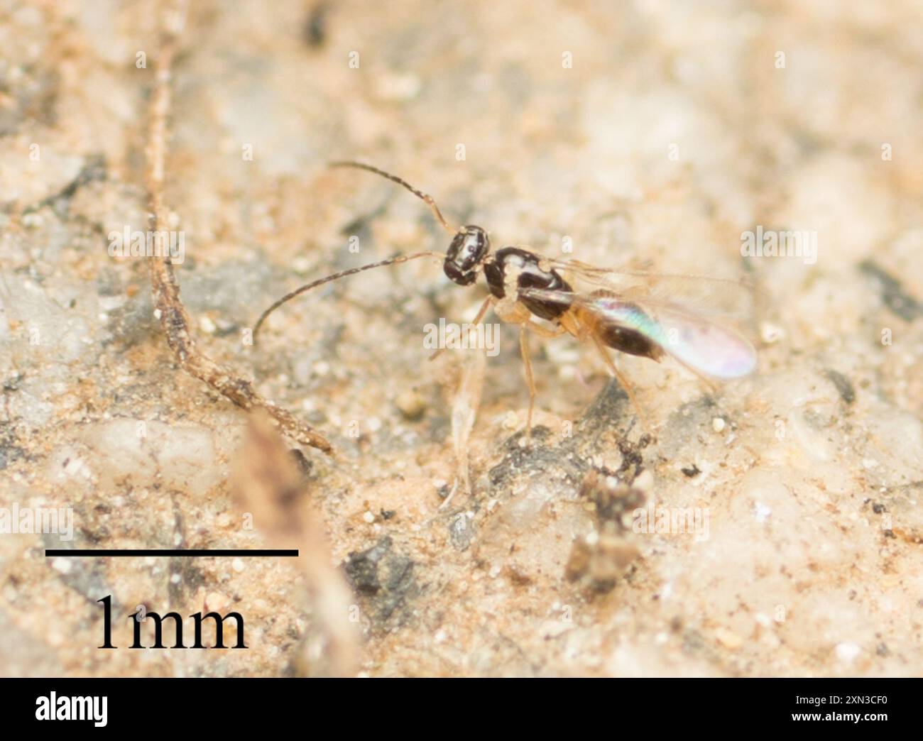 Fairy Wasps (Mymaridae) Insecta Stock Photo - Alamy