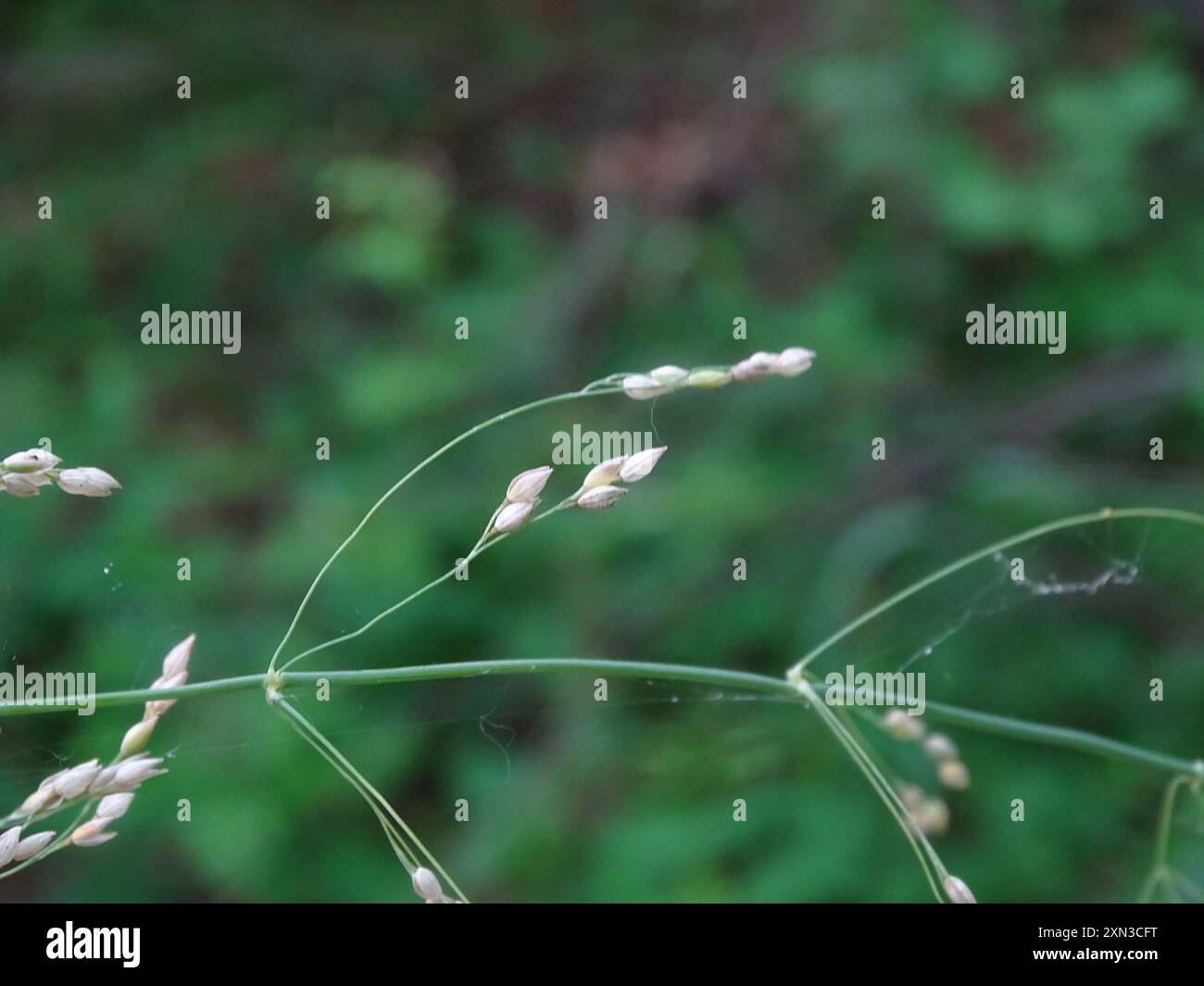 Wood Millet (Milium effusum) Plantae Stock Photo - Alamy