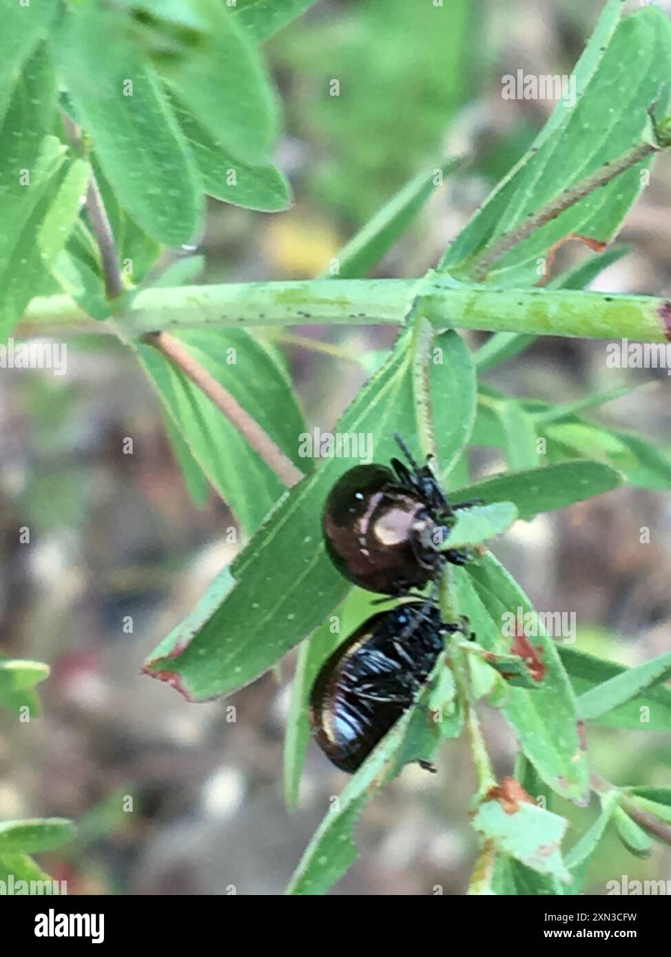 Saint John's Wort Beetle (Chrysolina hyperici) Insecta Stock Photo - Alamy