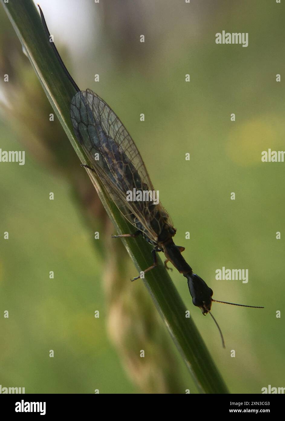 Raphidiid Snakeflies (Raphidiidae) Insecta Stock Photo - Alamy
