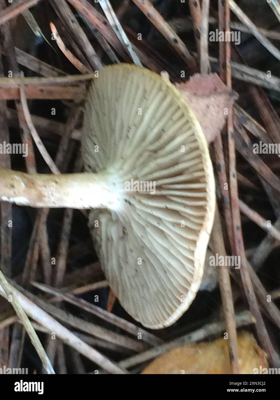 Fragrant Funnel (Clitocybe fragrans) Fungi Stock Photo - Alamy