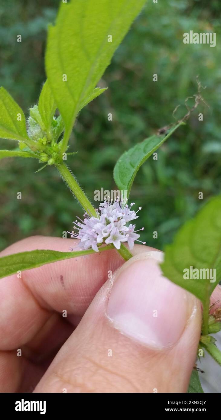 northern bugleweed (Lycopus uniflorus) Plantae Stock Photo - Alamy