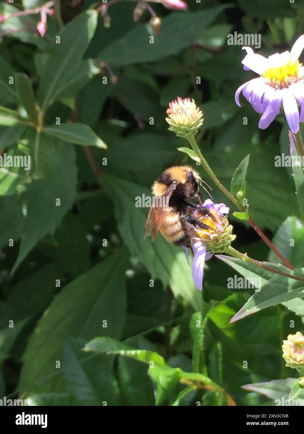 Northern Amber Bumble Bee (Bombus borealis) Insecta Stock Photo - Alamy