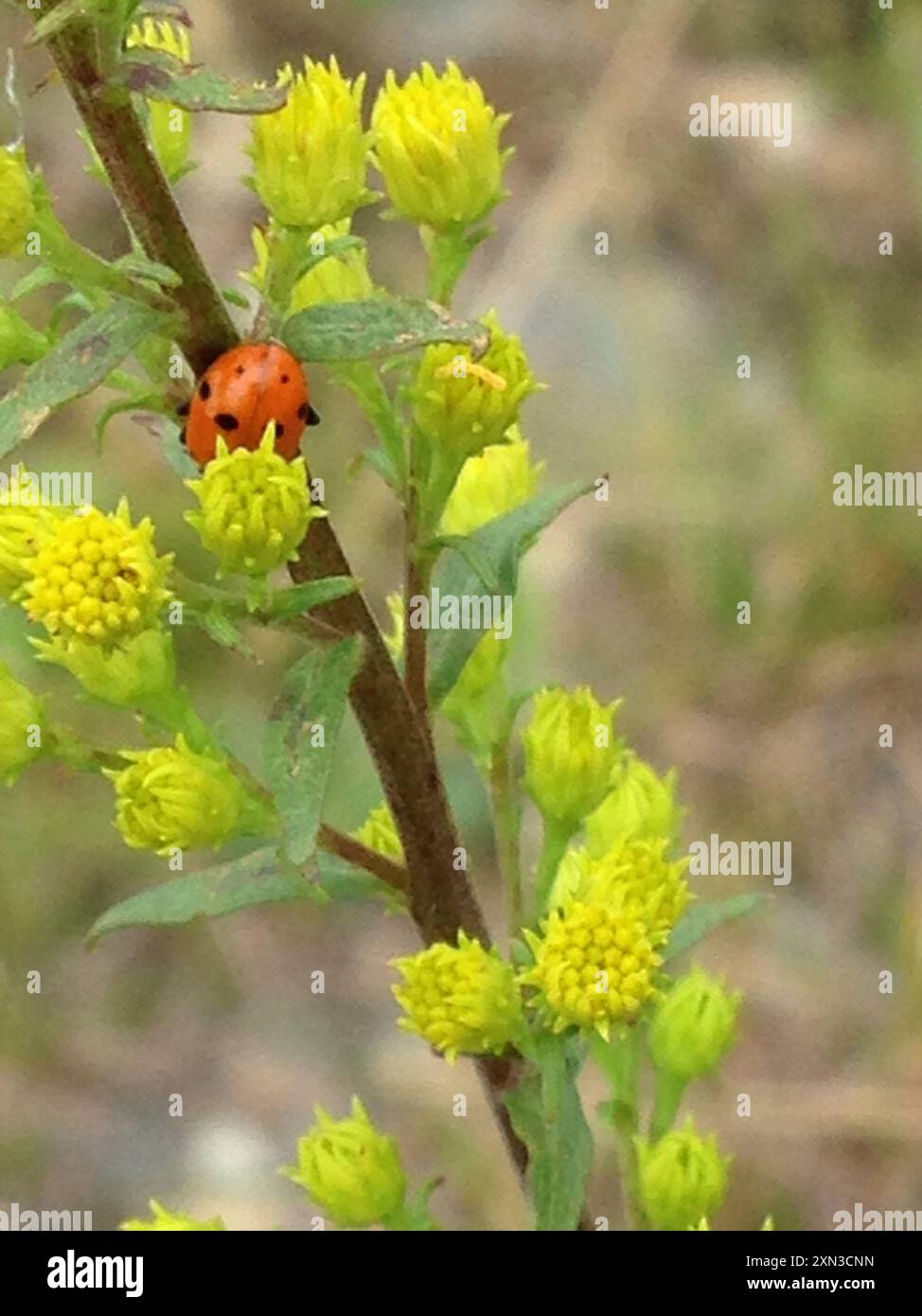 Oblong Lady Beetles (Hippodamia) Insecta Stock Photo - Alamy