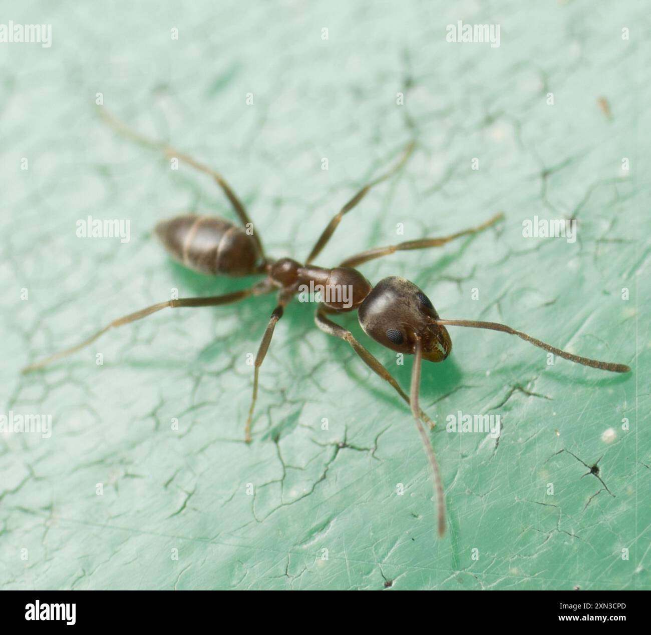 Argentine Ant (Linepithema humile) Insecta Stock Photo - Alamy