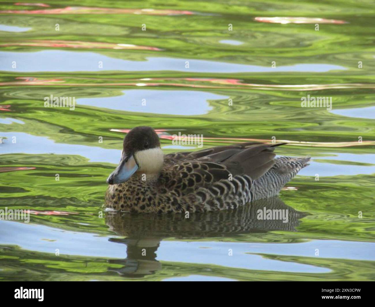 Spatula versicolor hi-res stock photography and images - Alamy