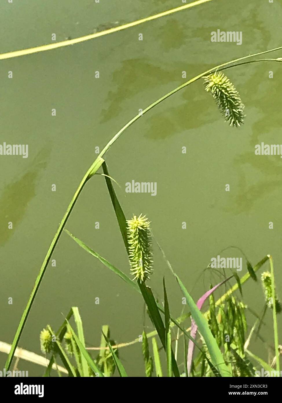 grasses, sedges, cattails, and allies (Poales) Plantae Stock Photo - Alamy