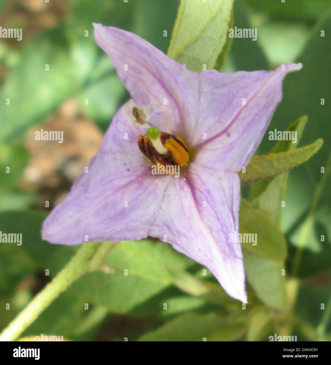 bitter-apple (Solanum campylacanthum) Plantae Stock Photo - Alamy