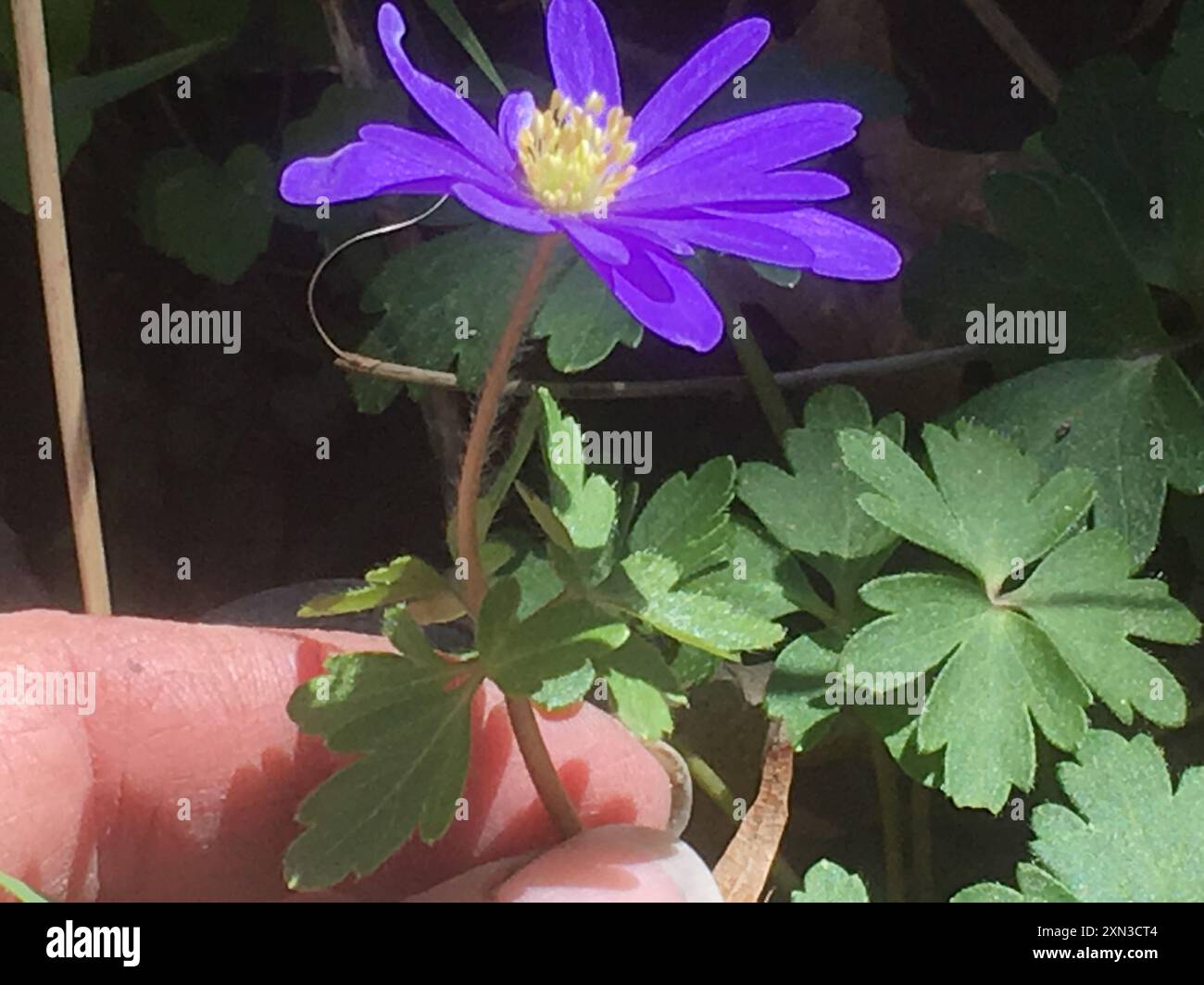 Greek Anemone (Anemonoides blanda) Plantae Stock Photo - Alamy