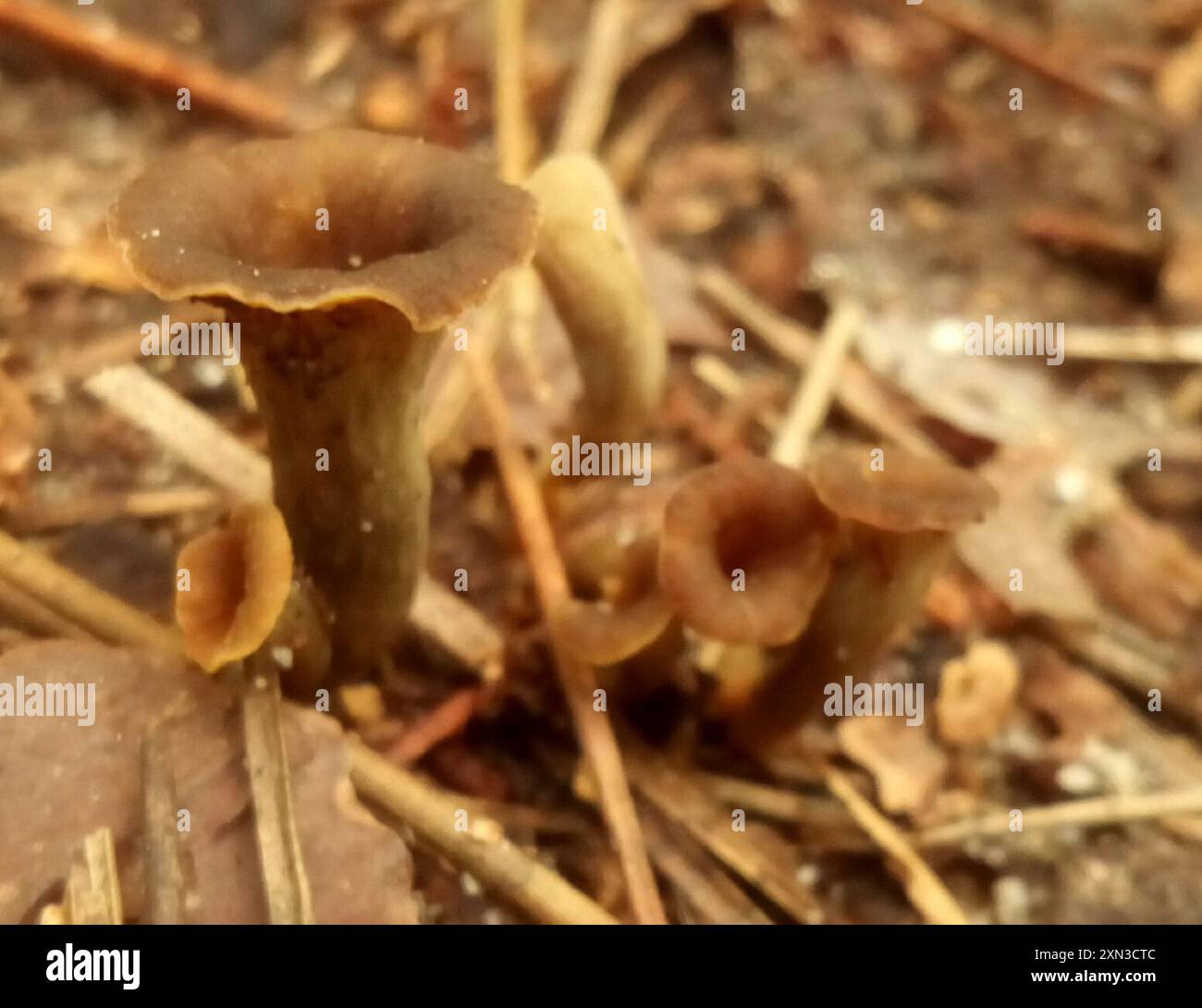 Eastern Black Trumpet (Craterellus fallax) Fungi Stock Photo - Alamy