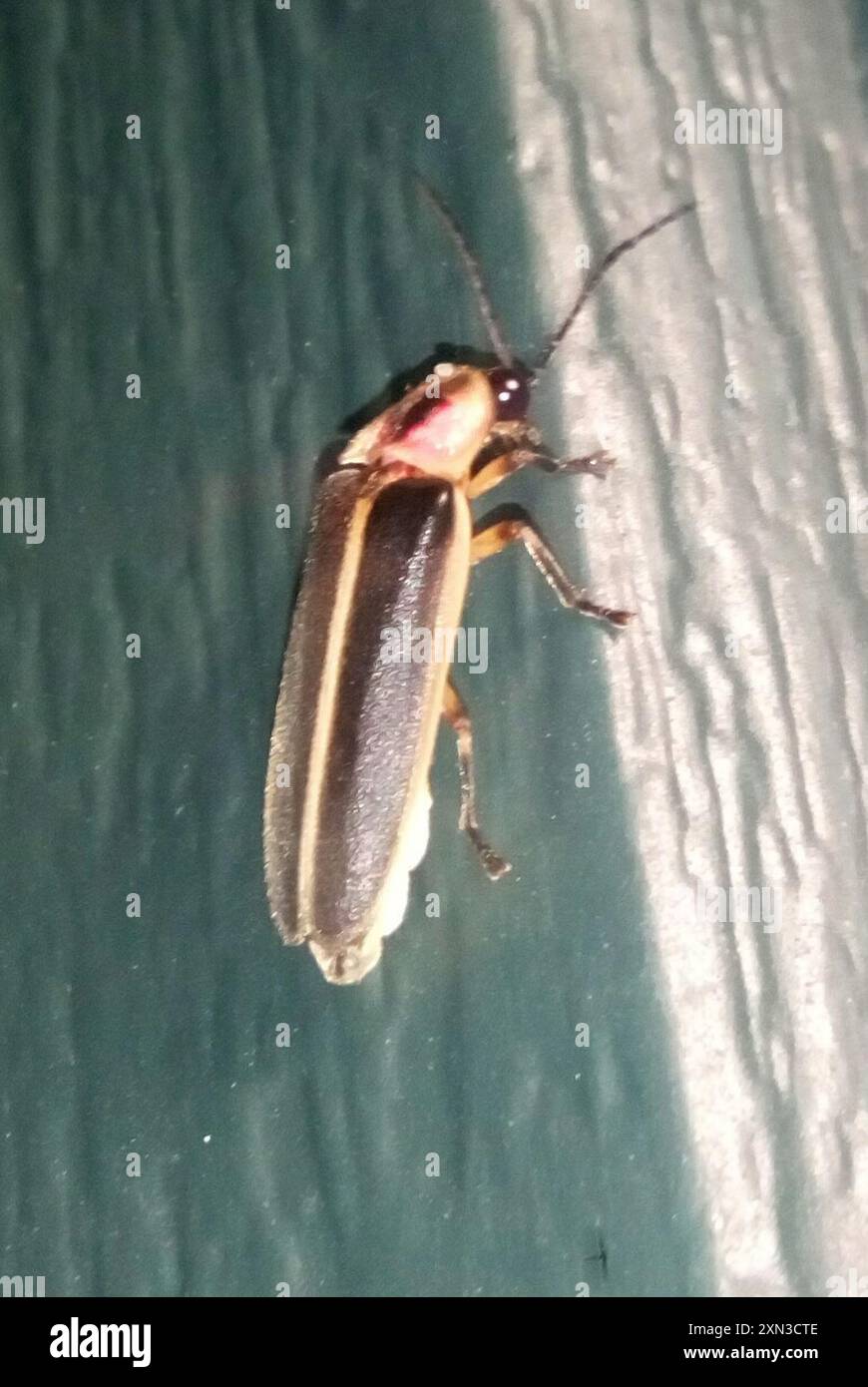 Common Eastern Firefly (Photinus pyralis) Insecta Stock Photo - Alamy