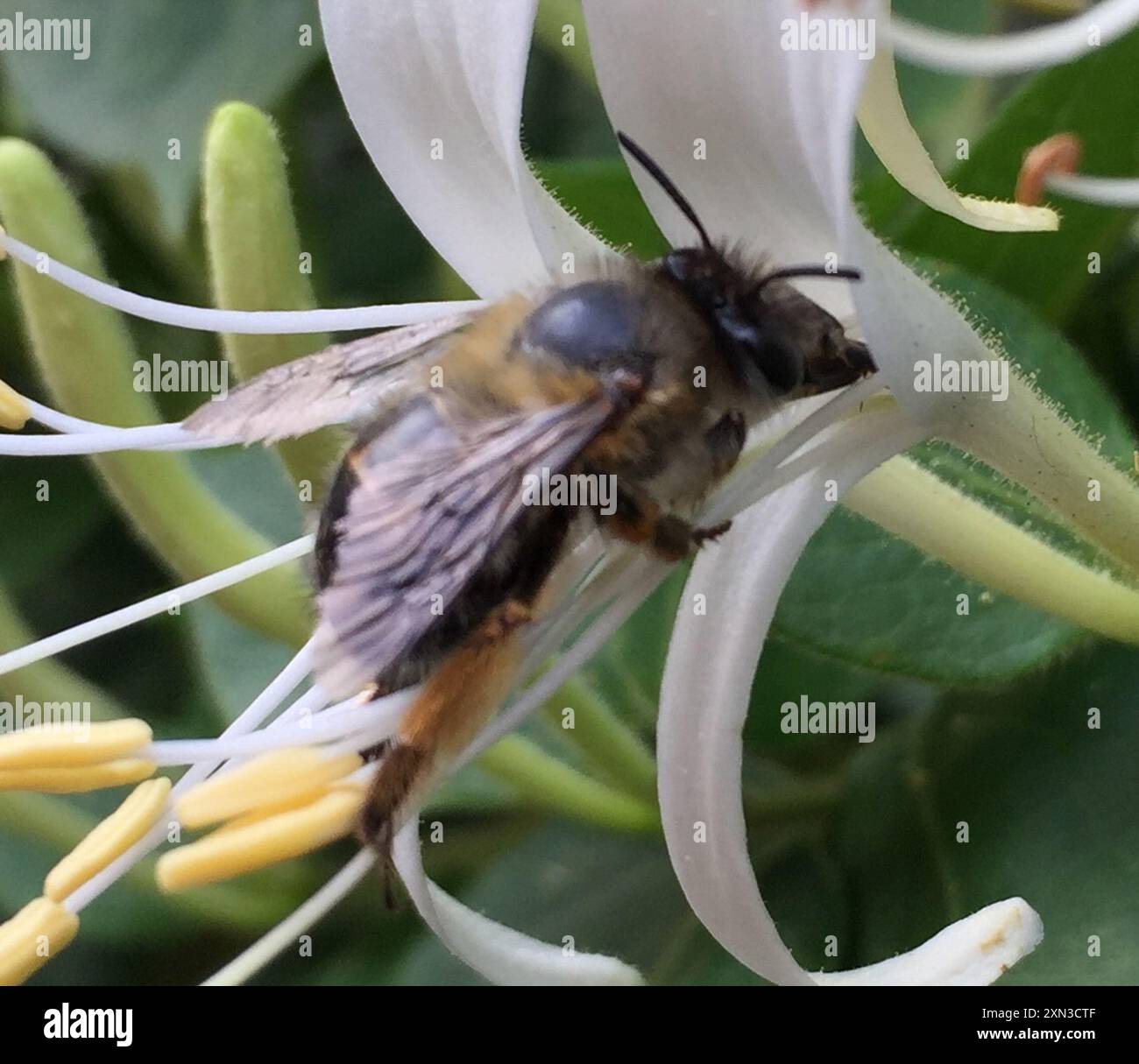 Common Digger Bees (Anthophora) Insecta Stock Photo - Alamy