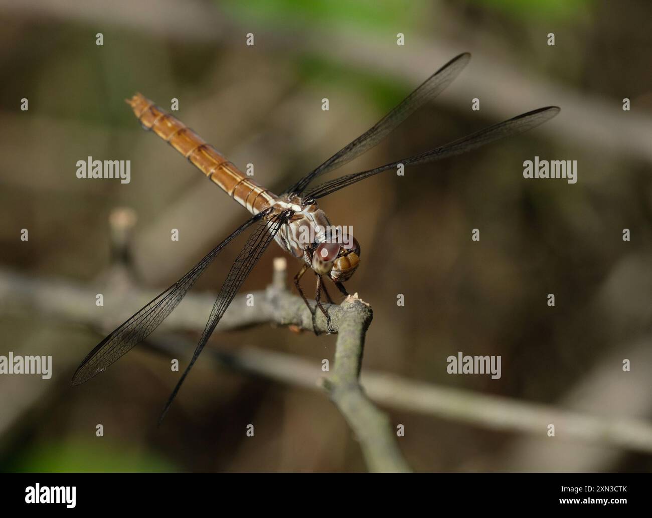 Roseate Skimmer (Orthemis ferruginea) Insecta Stock Photo - Alamy