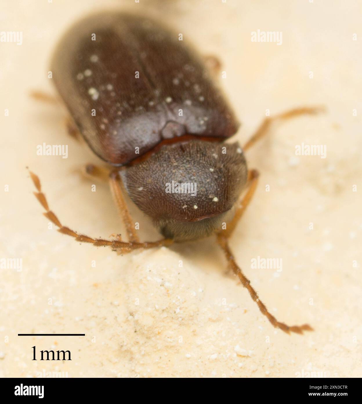 Toe-winged Beetles (Ptilodactylidae) Insecta Stock Photo - Alamy