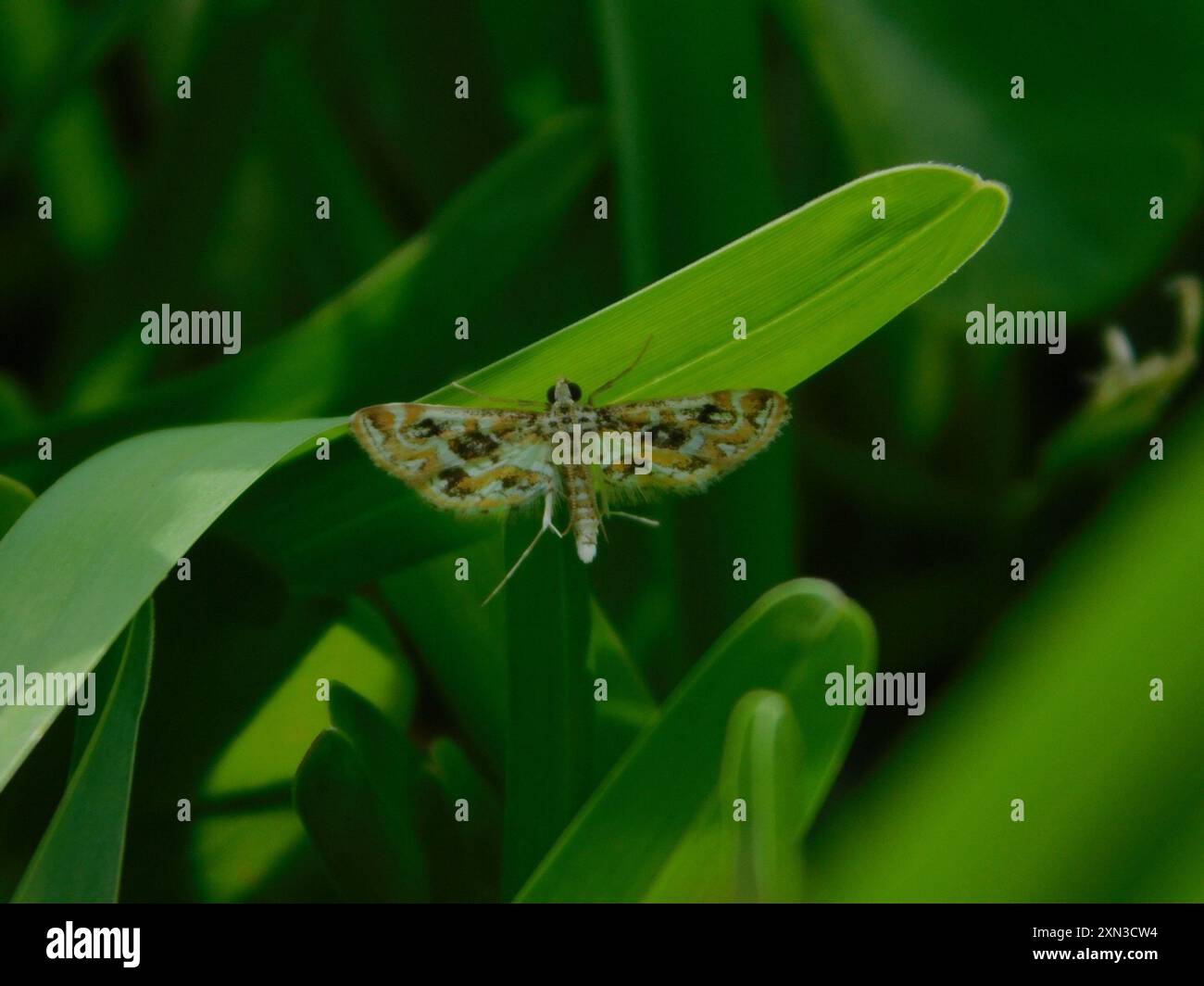 Hydrilla Leafcutter Moth (Parapoynx diminutalis) Insecta Stock Photo ...